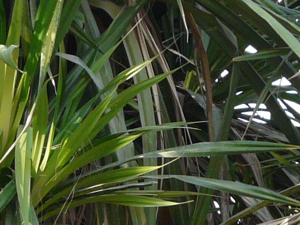 tall grass texture 0017 - Texturelib